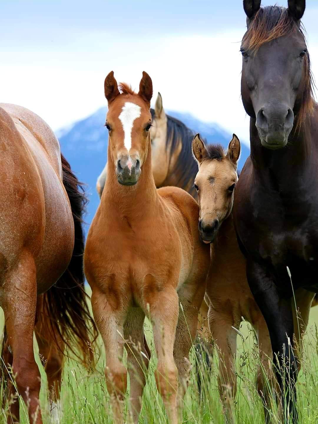 Breeding Program – Double Cross Livestock
